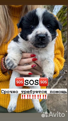 Щенок