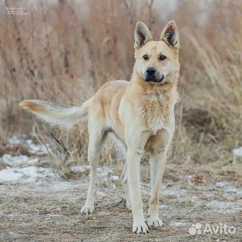 Ральф из приюта