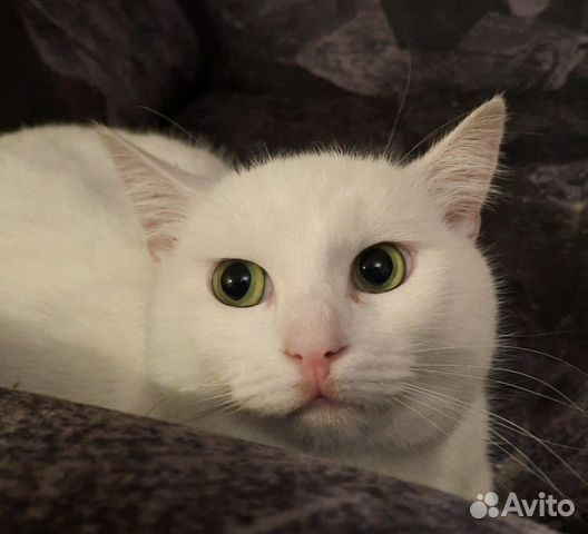 Котик 1,5 года