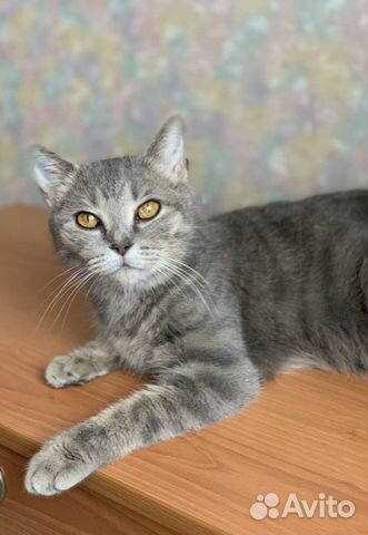 Кошки в добрые руки