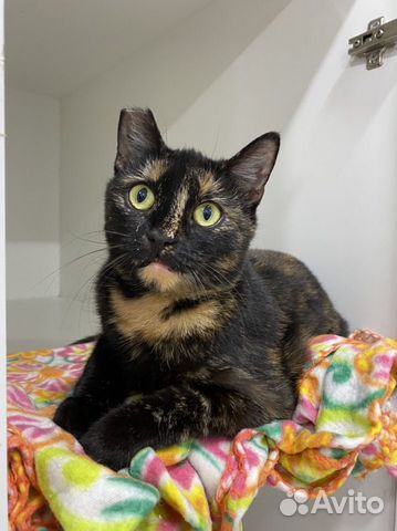 Кошки в добрые руки