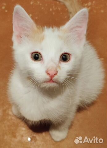 Котенок белоснежный