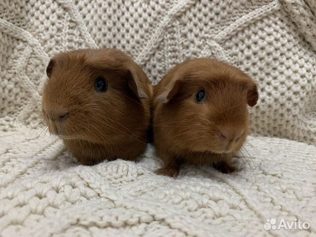 Морские свинки рыжики крестед мальчики