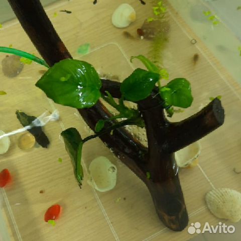 Анубиас аквариумное растение, растение для аквариу