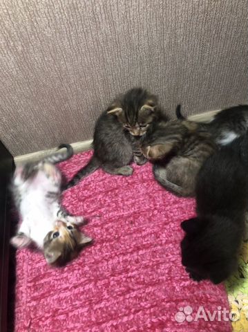 Котята в добрые руки