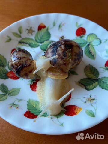 Улитки ахатины