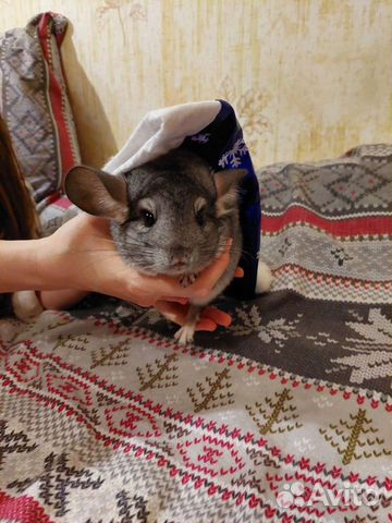 Шиншилла стандарт