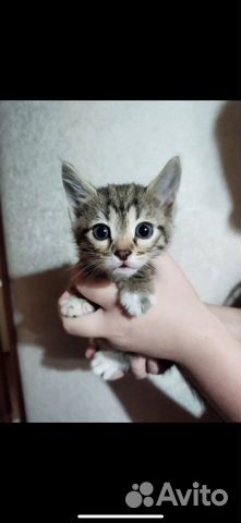 Котята в добрые руки бесплатно