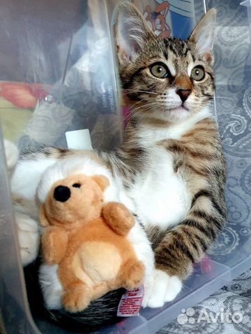 Нежнейшее создание спасеныш Светик 3 мес