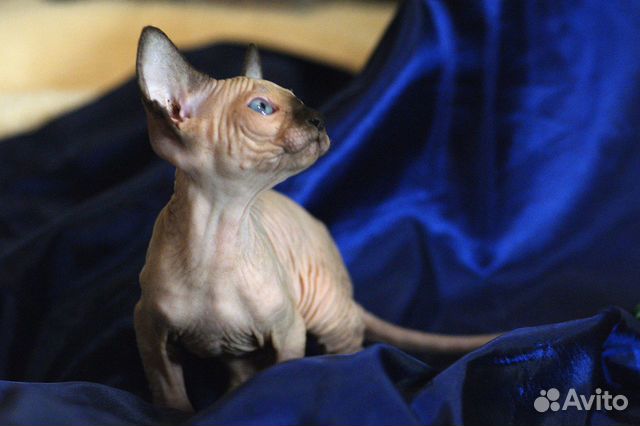Канадский сфинкс котята