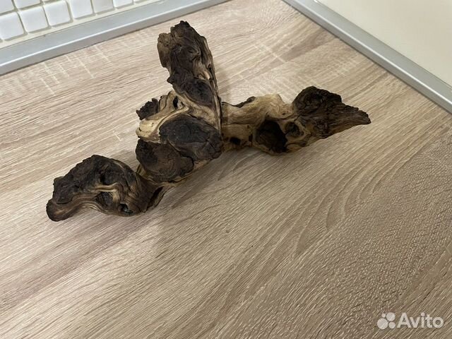 Коряга мангровая