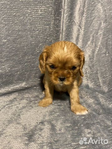 Кавалер кинг чарльз спаниель