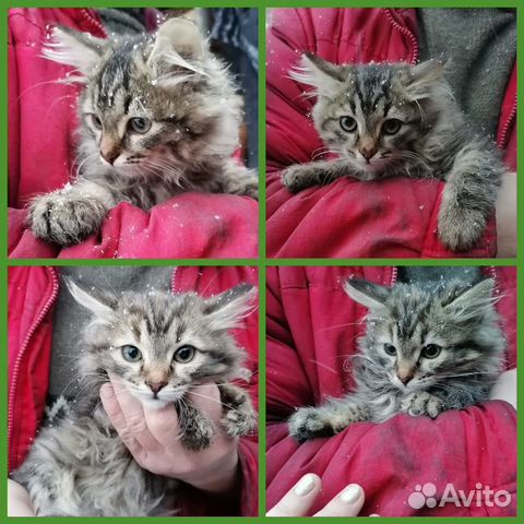 Братишки-лесные котишки ищут дом