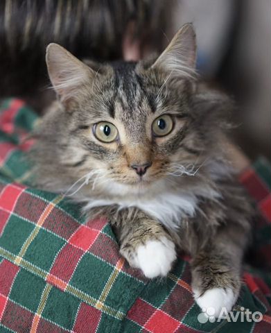 SOS брошенные коты сибирячки в добрые руки