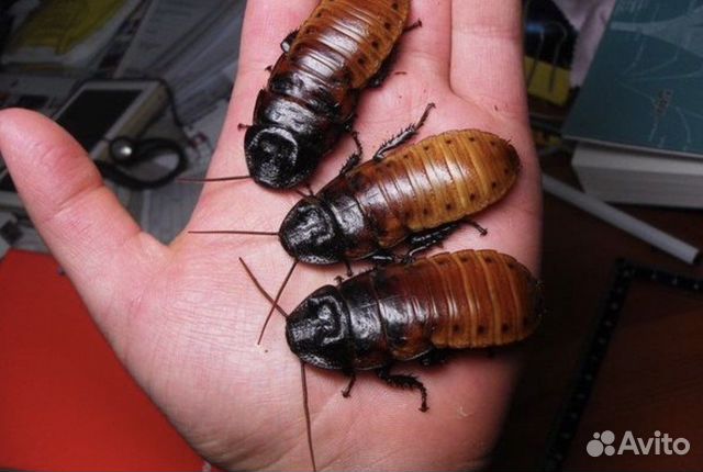 Тараканы мадагаскарсие