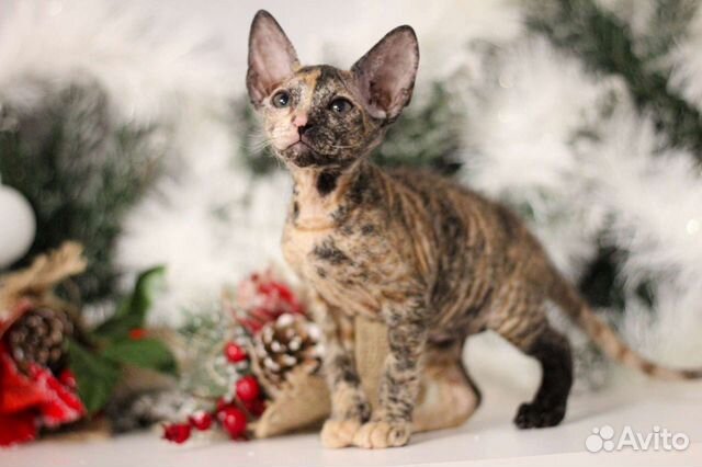 Донской сфинкс