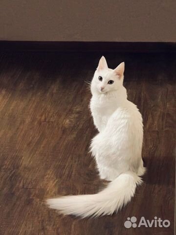 Турецкая ангора, чистокровные котята