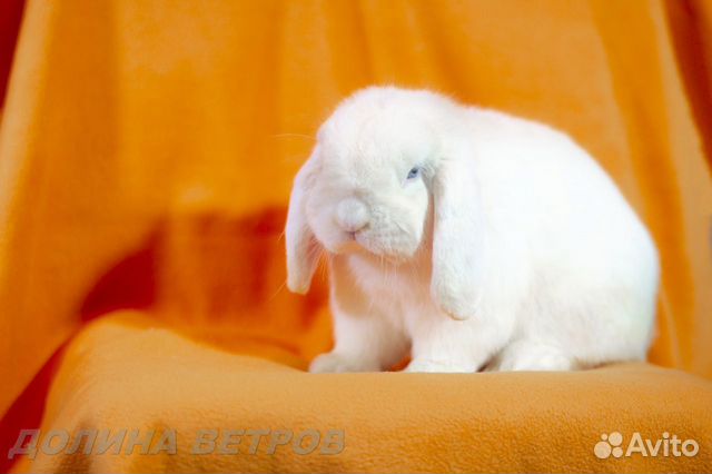 Вислоухие карликовые минилопы, носители белого окр