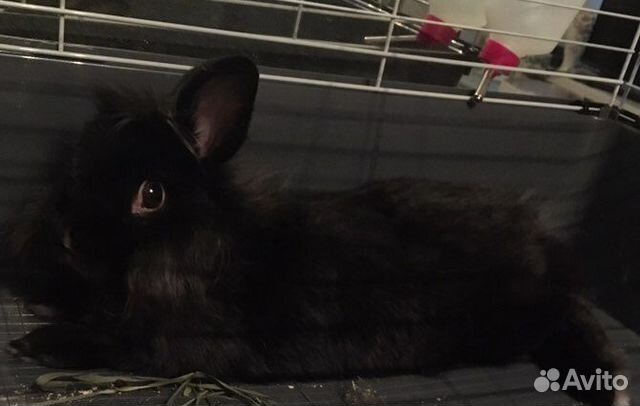 Декоративные кролики львиноголовый