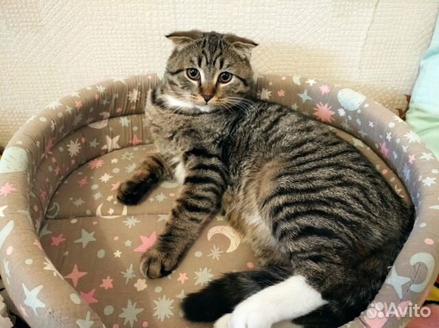 Шотландский котик