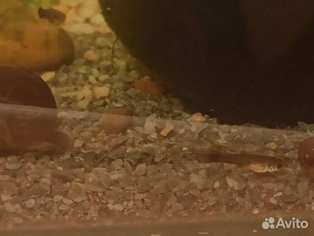 Гуппи подростки