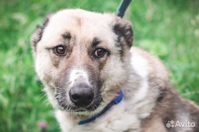 Собаки бесплатно в добрые руки