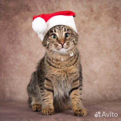 Особенные Карамелька и Ириска в дар