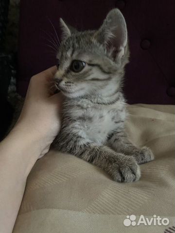 Котенок