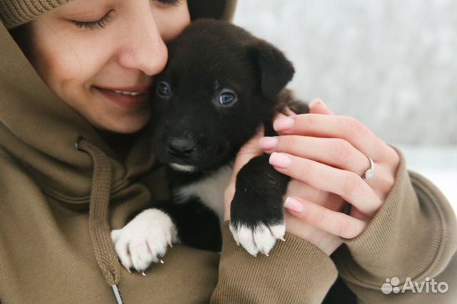 Малыш Моня, 2 месяца, ищет дом, в добрые руки