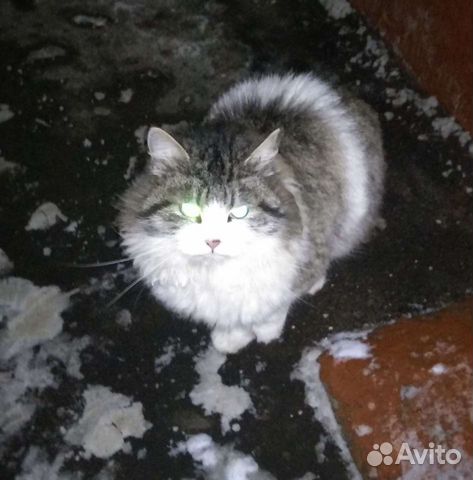 Бросили котенка в самый мороз