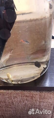 Аквариумные рыбки