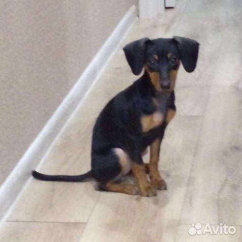 Карликовый цверг пинчер