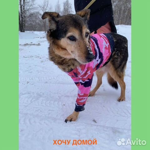 Собаке плохо и холодно в приюте
