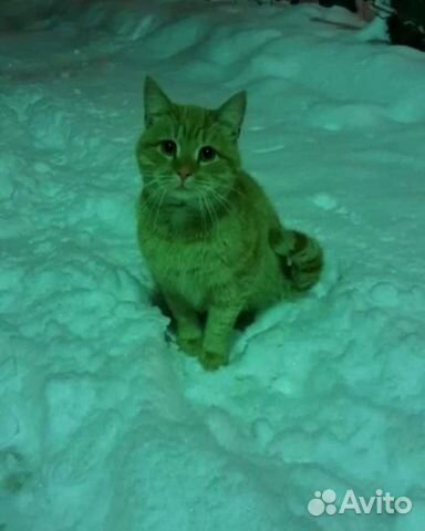 Замерзает на закрытом предприятии ласкуша котенок