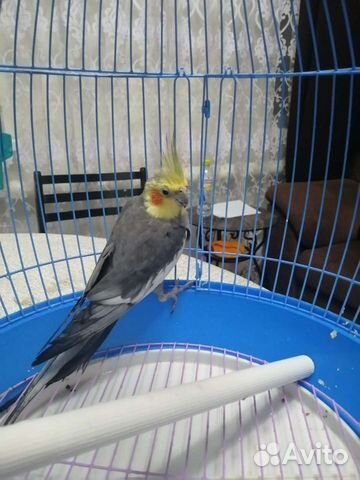 Попугай корелла читайте описание