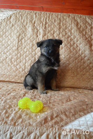 Щенок в дар, в добрые руки