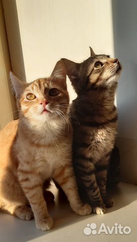 Тигрята-котята - живые символы года