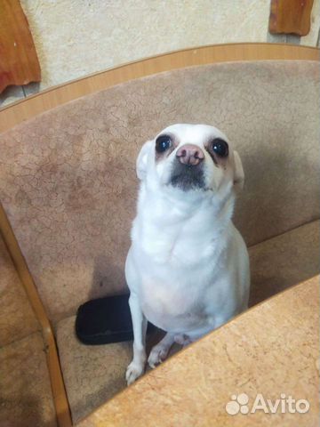 Собака Хаммер