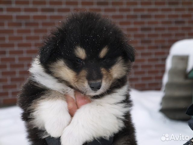 Щенки колли