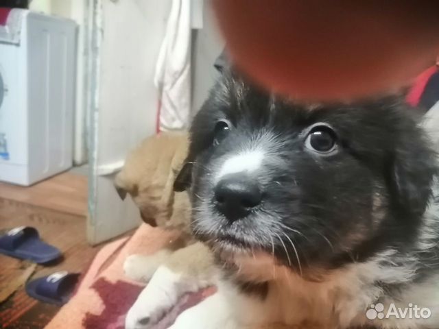 Собака в добрые руки щенок дворняги