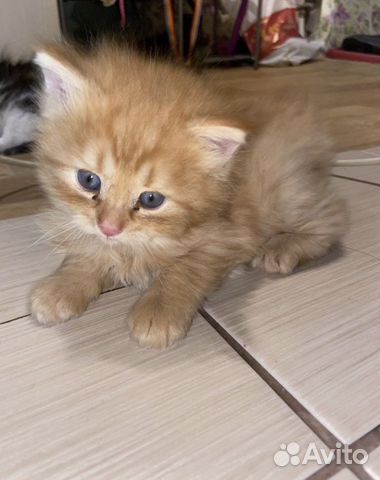 Рыжий котенок в добрые руки