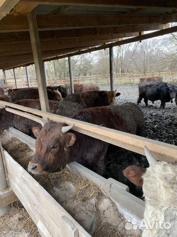 Быки на мясо и докорм