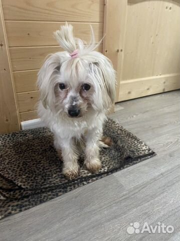 Китайская хохлатая пуховка