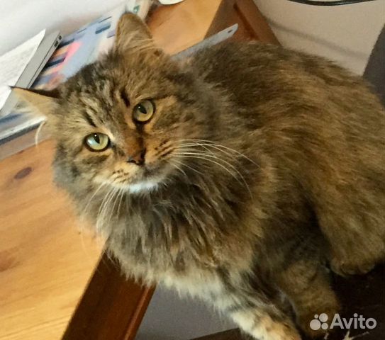 Кошечка Мура тихим спокойным Счастьем в Ваш дом)