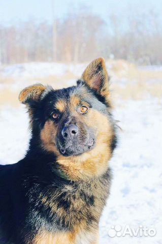 Красавец Дени в добрые руки