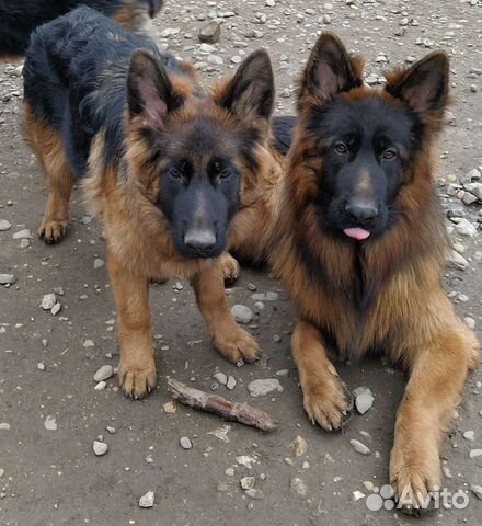 Длинношерстные шикарные девочки