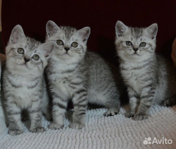 Британцы.Серебристо тигровые