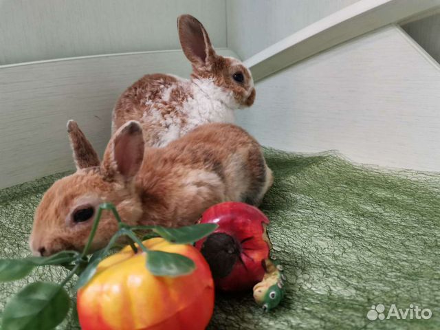 Декоративные карликовые кролики