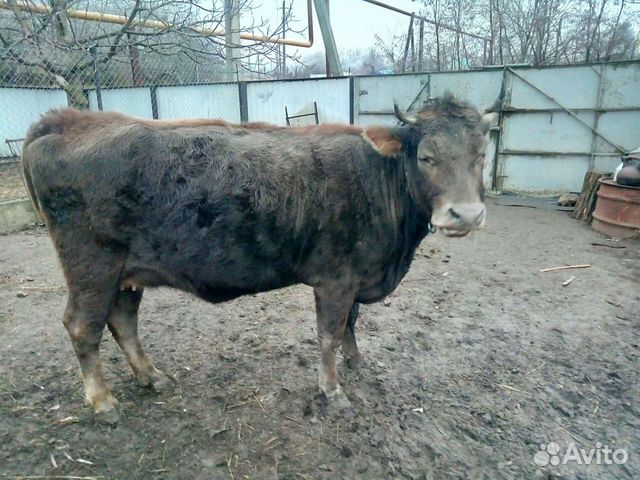 Первотелка стельная