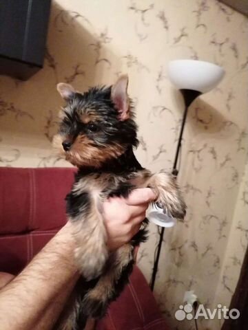 Йоркширский терьер